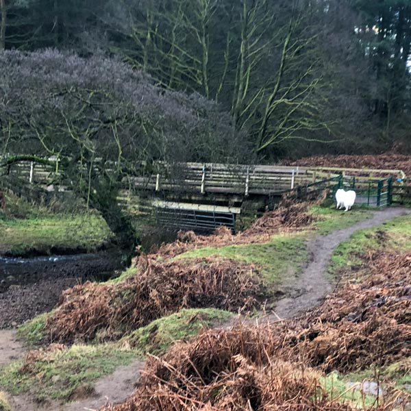 Cod Beck Reservoir - Huntee