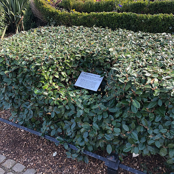 Ropner Park - Huntee